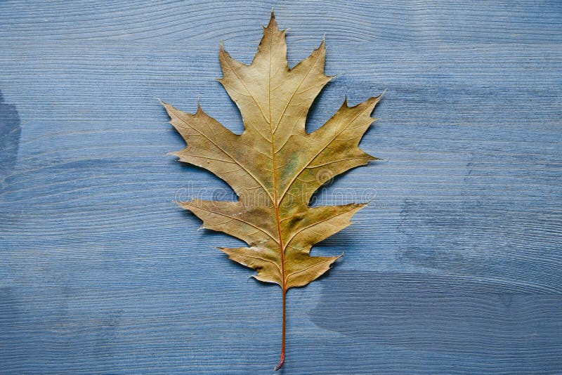 Oak Tree Leaf on a Rustic Wooden Background. Oak Tree Leaves. Texture ...