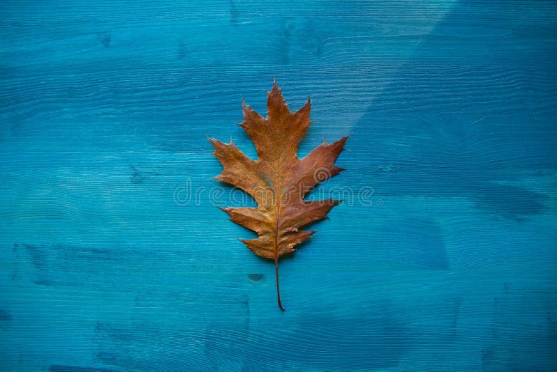 Oak Tree Leaf on a Rustic Wooden Background. Oak Tree Leaves Stock ...