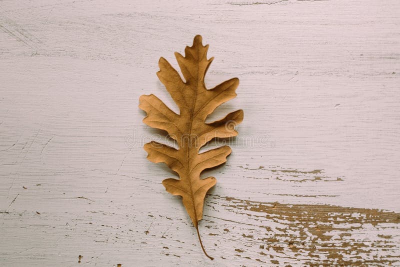 Oak Tree Leaf on a Rustic Wooden Background. Oak Tree Leaves. Texture ...