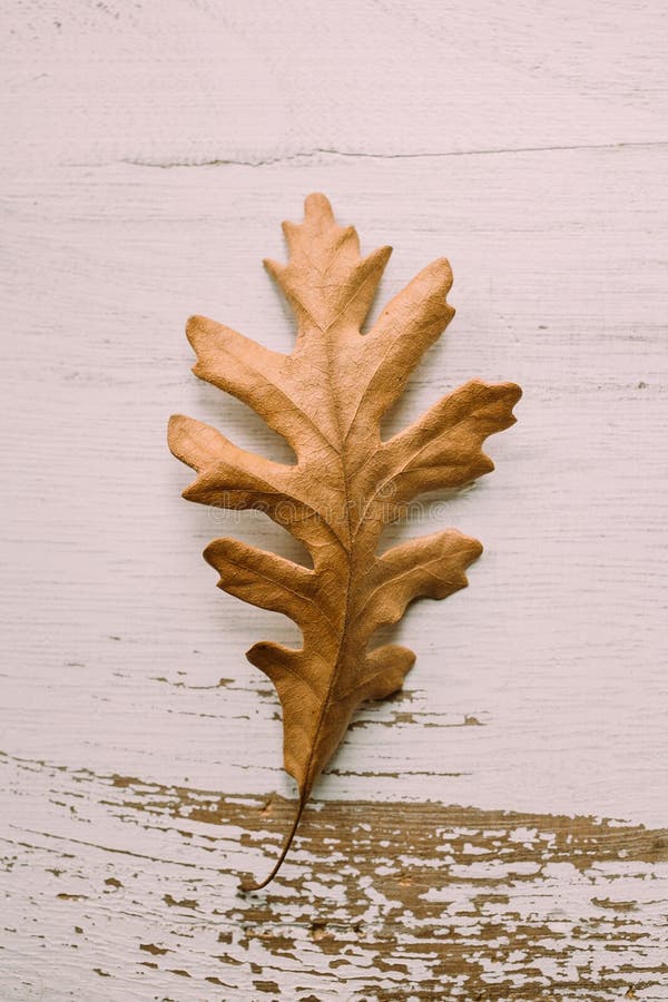 Oak Tree Leaves Texture