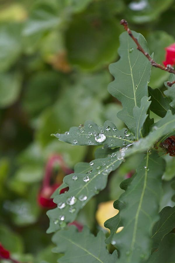 Oak leaves stock image. Image of decoration, nature - 107717297