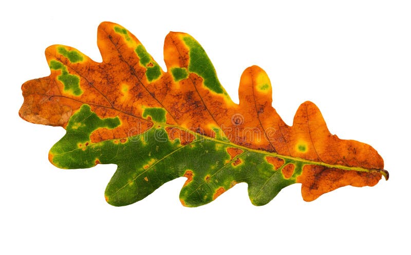 Oak tree leaf stock image. Image of botany, herbarium - 60457061