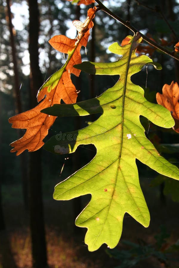 Oak-tree leaves_2 stock image. Image of light, ecology - 1166801