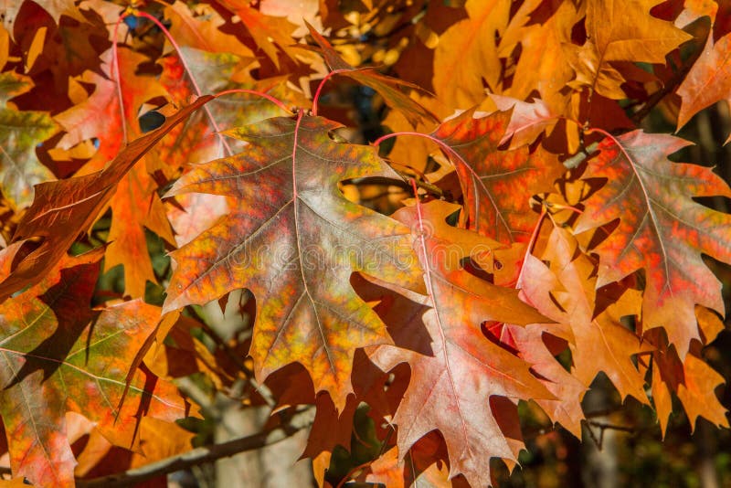 Oak tree leaves stock image. Image of november, october - 164745743