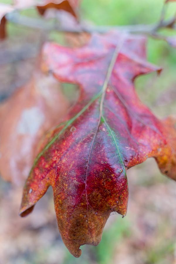 Oak Tree Leaves Changing Color for the Fall. Stock Photo - Image of ...