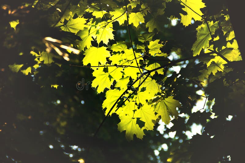 Oak tree leaves close up stock image. Image of wood - 219877675