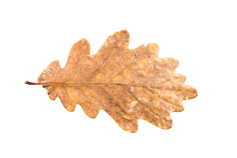 Oak Tree Leaves in Different States of Withering Isolated on White ...