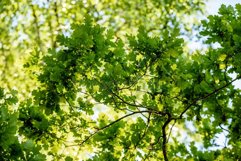 Oak Tree Leaves in Early Summer Stock Photo - Image of leaf, calm: 94603520