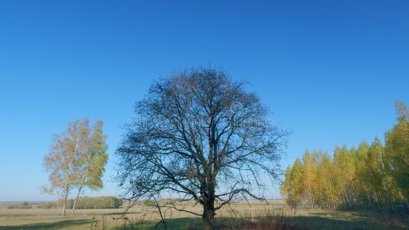 Oak Tree without Leaves. Tree that Has Completely Lost Its Foliage ...