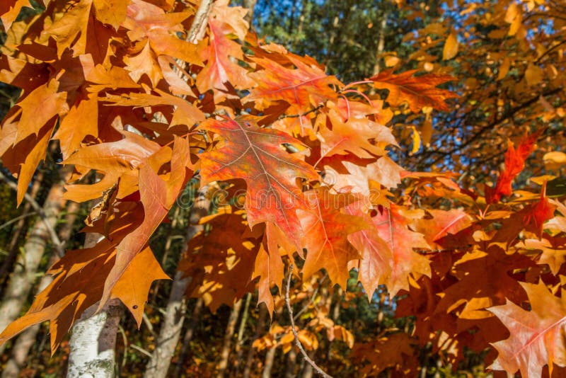 Oak tree leaves stock image. Image of brown, november - 164745781