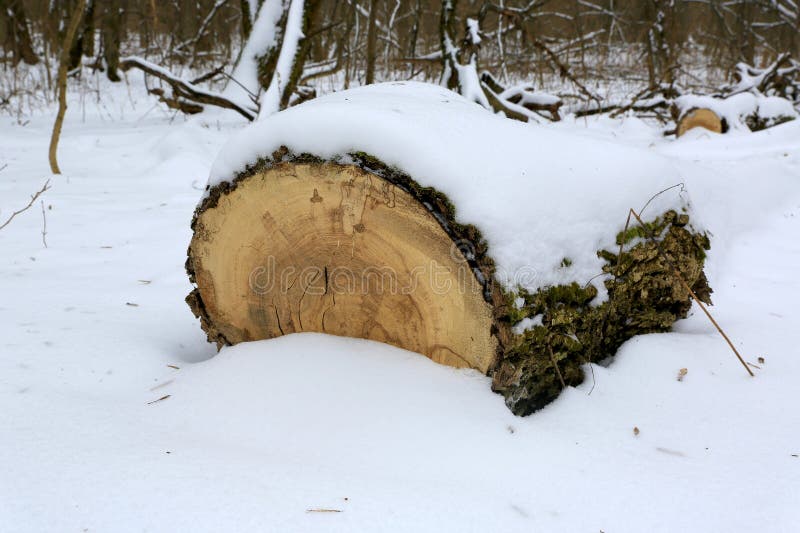 Oak tree log under snow stock photo. Image of outdoor - 304226470
