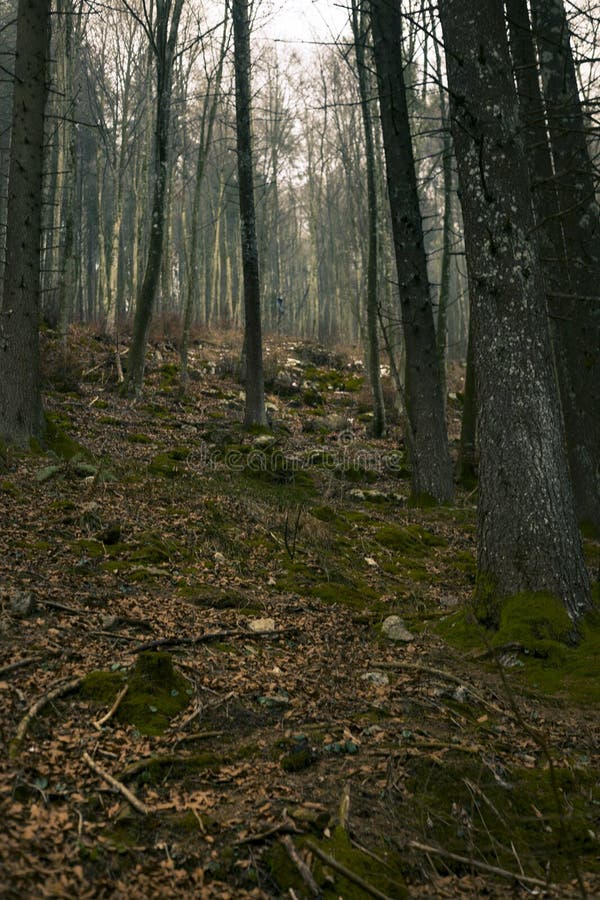 Oak Tree Lot Picture. Image: 109922808