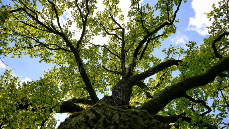 Oak tree low angle view stock photo. Image of beauty - 92563280