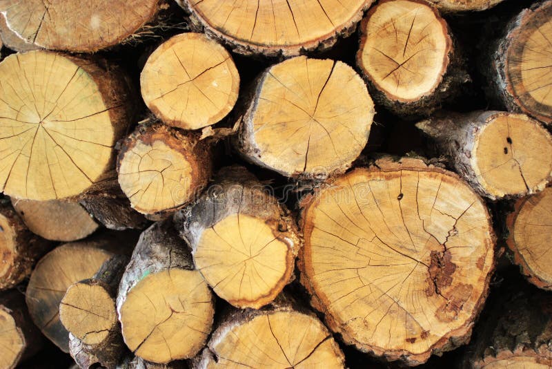 Oak tree lumber stock photo. Image of lumber, closeup - 41907614