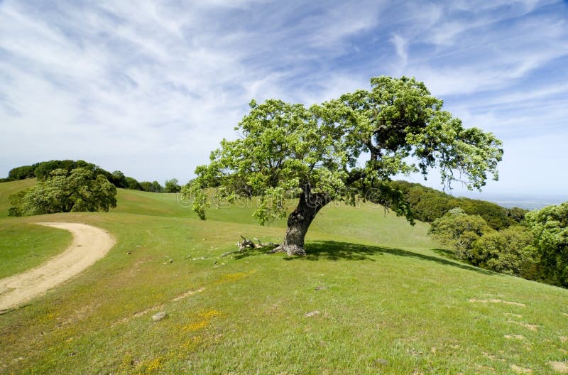 Oak tree in meadow stock image. Image of space, environment - 2293057