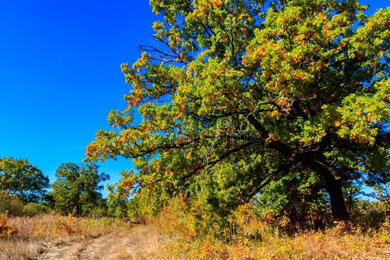 Oak Tree on Meadow at Autumn Stock Image - Image of botany, leaf: 189986001