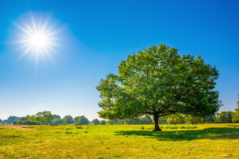 Oak tree in a meadow stock image. Image of group, cluster - 96998993