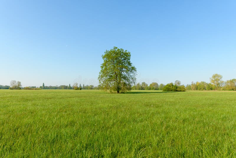 Oak Tree in a Meadow in Spring in a Light Green Landscape Stock Image ...