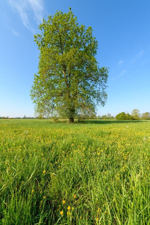 Oak Tree in a Meadow in Spring in a Light Green Landscape Stock Photo ...