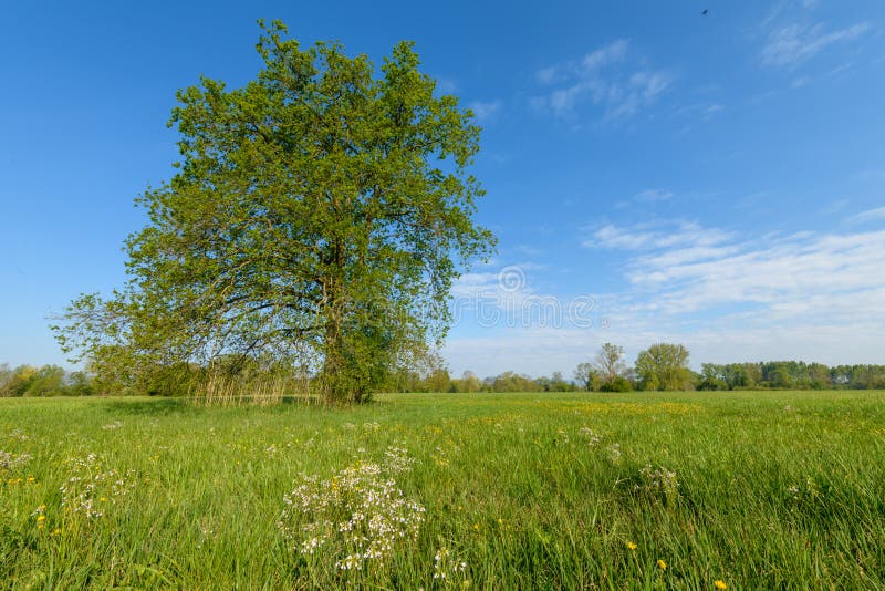 Oak Tree in a Meadow in Spring in a Light Green Landscape Stock Image ...