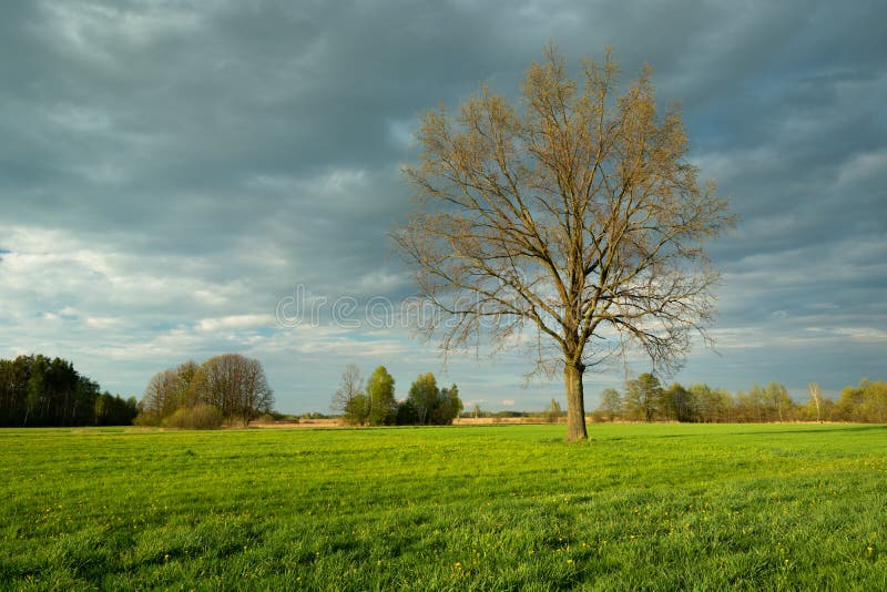 Oak Tree in the Meadow, Spring View Stock Photo - Image of meadow ...