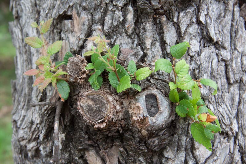 Oak Tree with Mistletoe stock image. Image of texture - 72105129