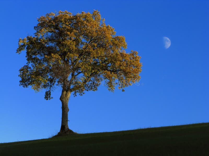 Oak tree and moon stock image. Image of calm, fall, meditation - 7423881
