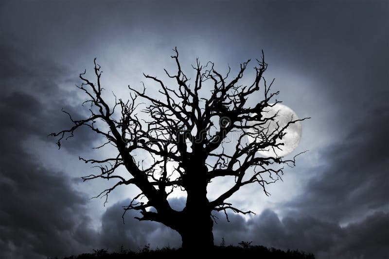 Oak tree with moon stock image. Image of moonlight, moon - 69308211