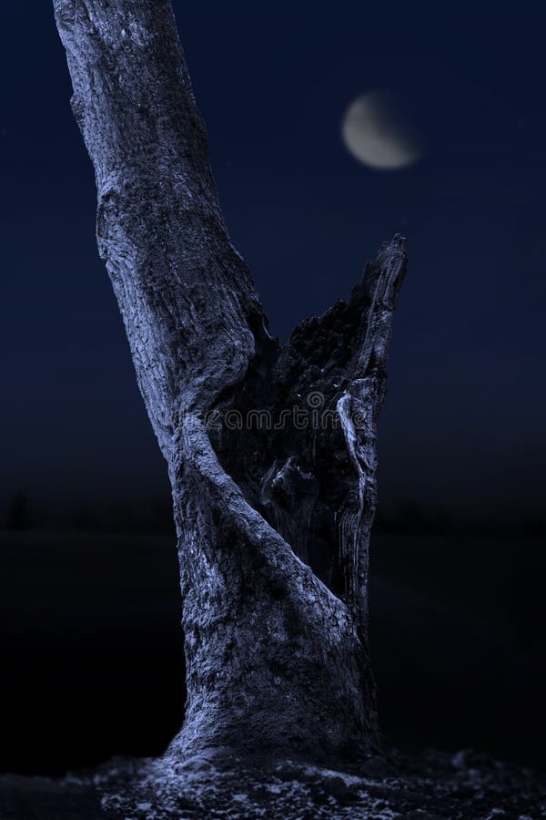 Oak tree in moonlight stock image. Image of tree, blue - 48316523