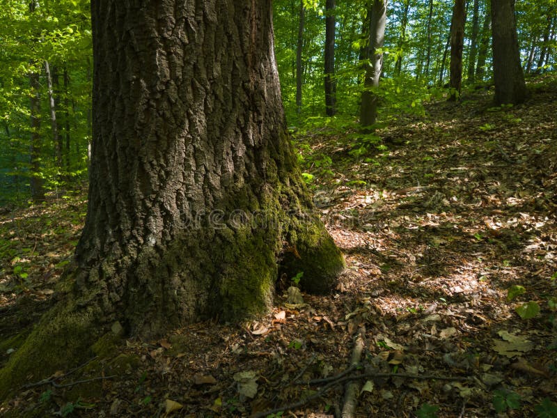 Oak Tree with Moss on the Bark, from the Roots, in the Shade of a ...