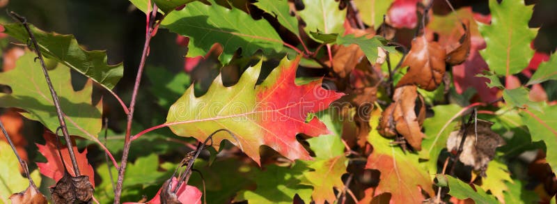 Oak Tree with Multicolor Leaves in Autumn Forest Stock Photo - Image of ...