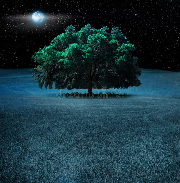 Oak tree at night stock photo. Image of night, acreage - 5587916
