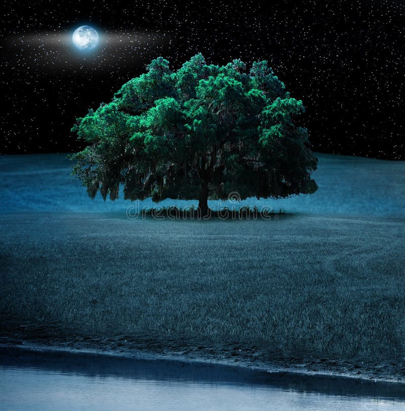 202,284 Oak Tree Photos - Free & Royalty-Free Stock Photos from Dreamstime