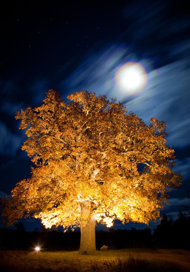 Oak Tree at Night with Stars on the Sky.GN Stock Image - Image of ...
