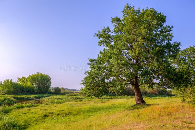 Oak Tree. Oak in the Meadow Stock Image - Image of belarus, leaf: 237196453
