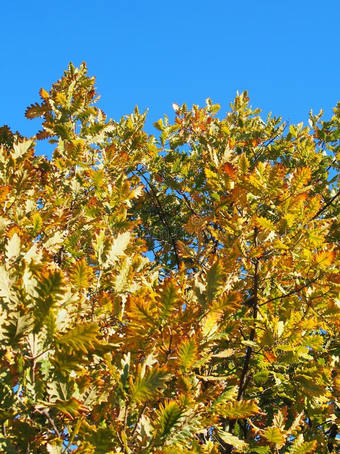 An oak tree stock image. Image of green, life, garden - 129667279