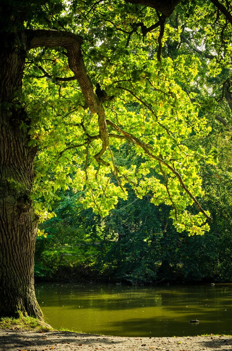 922 Strong Oak Tree Branches Stock Photos - Free & Royalty-Free Stock ...