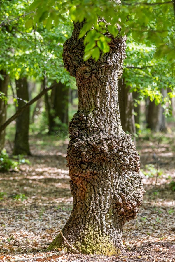 Big Oak Tree Trunk in the Park with Sunlight and Sunbeam Stock Photo ...