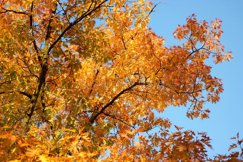 Oak Tree with Orange Autumn Leaves. Stock Image - Image of color ...