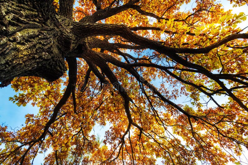 Oak Tree with Orange Leaves. Bottom View of the Tree Crown Stock Image ...