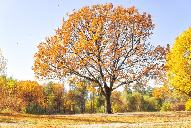 Oak Tree with Orange Leaves Stock Image - Image of clear, angle: 233233705