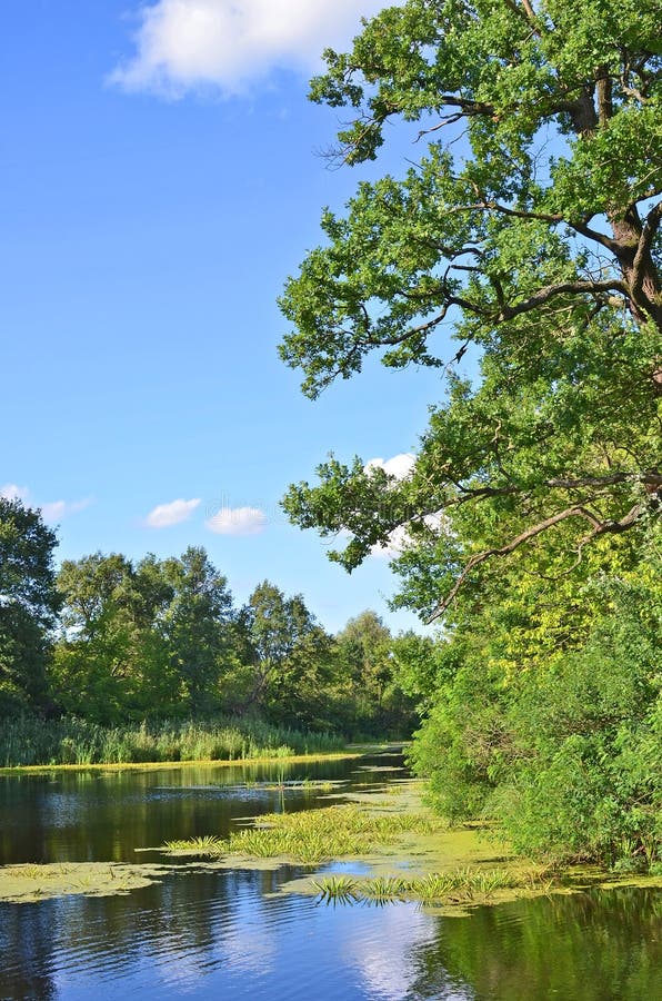Oak tree over lake stock photo. Image of kiev, rural - 74363772