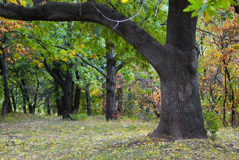 Oak tree at park stock image. Image of yellow, closeup - 11270647