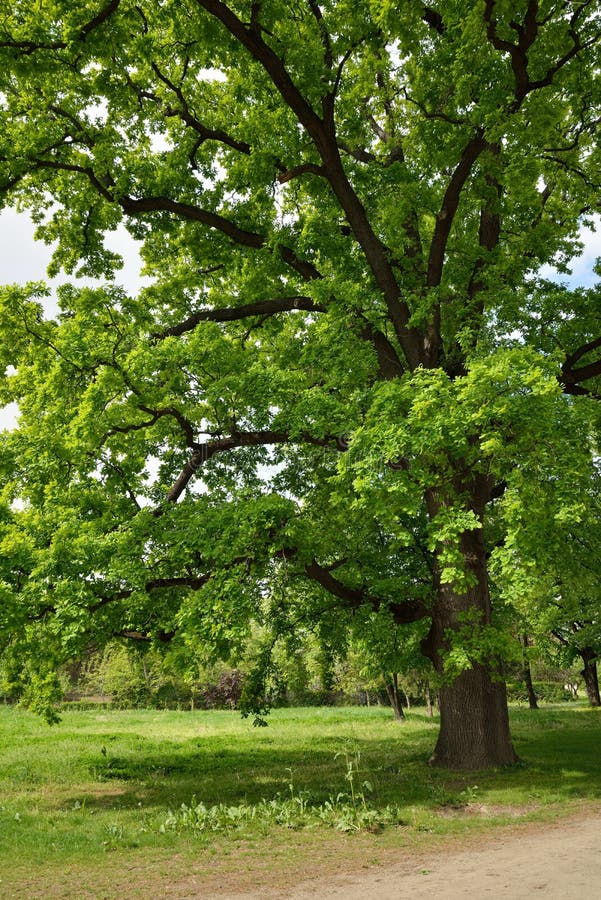Oak Tree in Park stock image. Image of leaves, foliage - 40221307