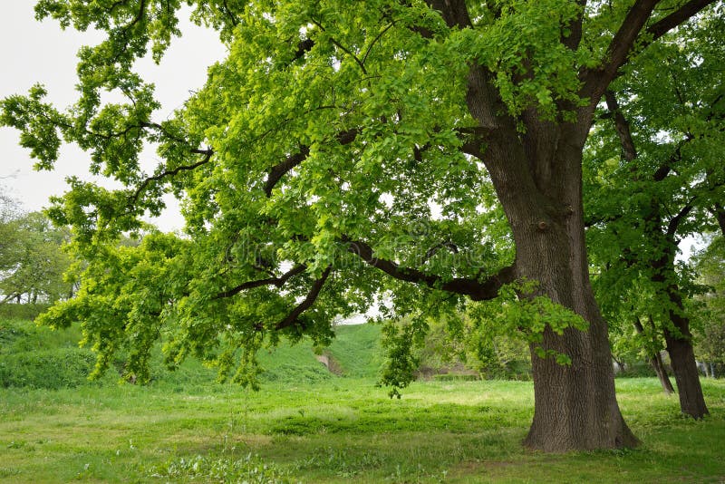 Oak Tree in Park stock photo. Image of daylight, foliage - 40283288