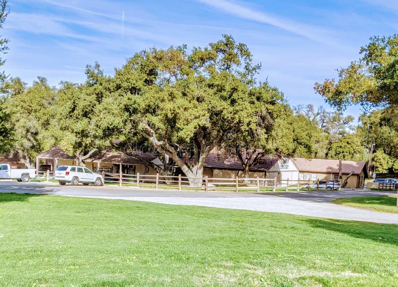 Oak tree park field stock photo. Image of grass, feild - 167707670