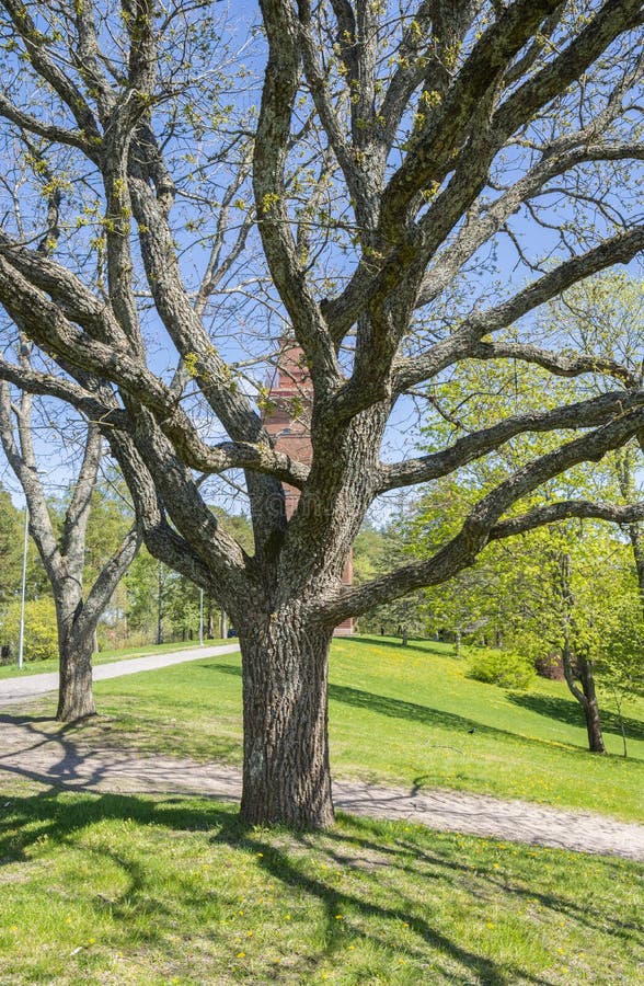 Oak Tree in the Park in Front of the Old Water Tower, Tammisaari ...