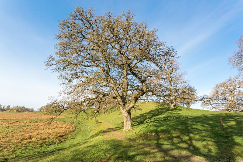 Oak Tree by a Path at Spring Stock Photo - Image of scandinavia ...