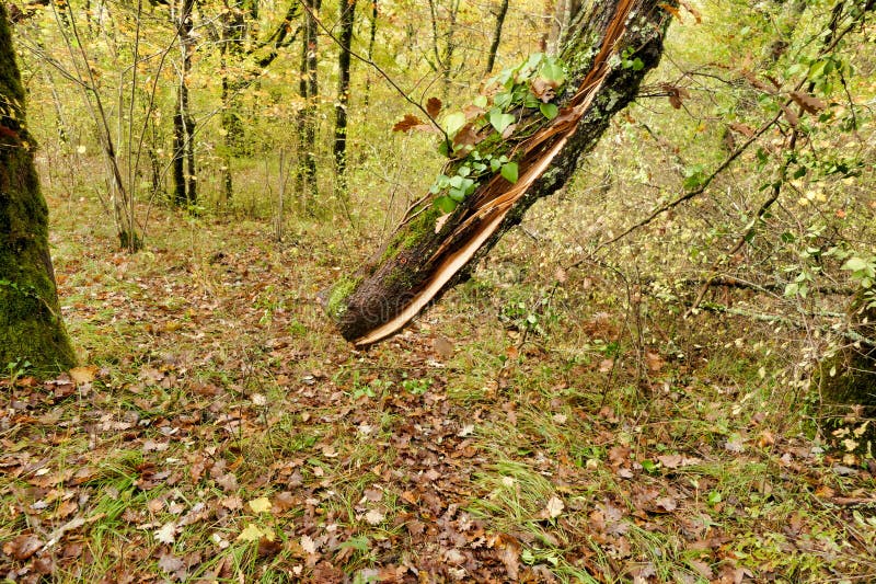 Oak Tree Pendulum stock image. Image of landscape, tall - 307457021