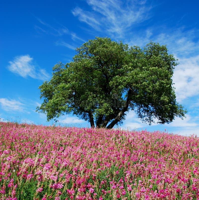 Oak tree and pink flowers stock photo. Image of agriculture - 18057568